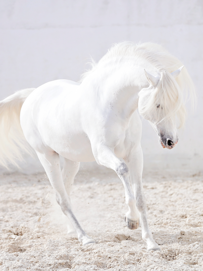 White Star Ranch - Equestrian Photography, Boarding & Events